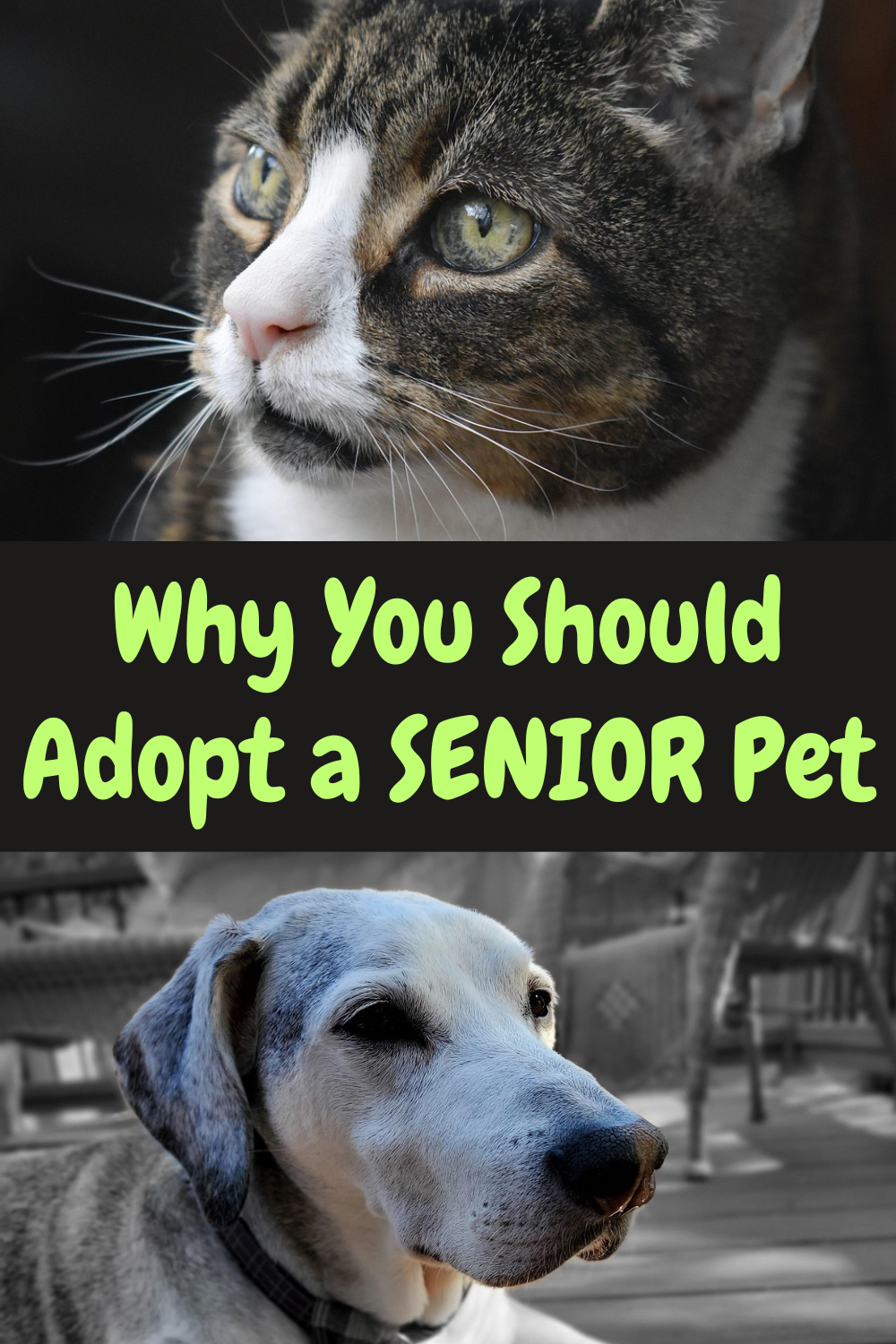 6 Surprising & Amazing Benefits of Adopting Senior Pets