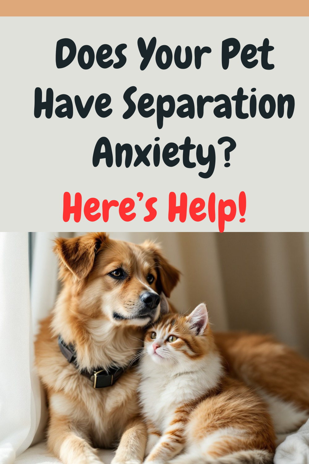 Signs Your Pet May Have Separation Anxiety - How to Solve It