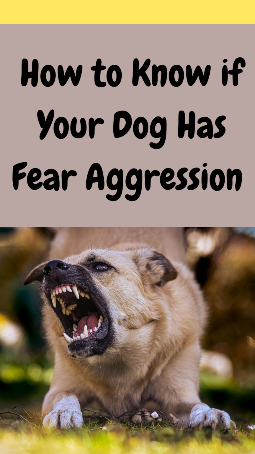 Fear Aggression Dog Training - The Dog Calming Code Works!