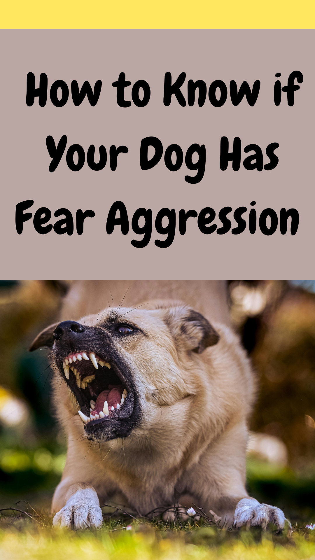 Fear Aggression Dog Training - The Dog Calming Code Works!