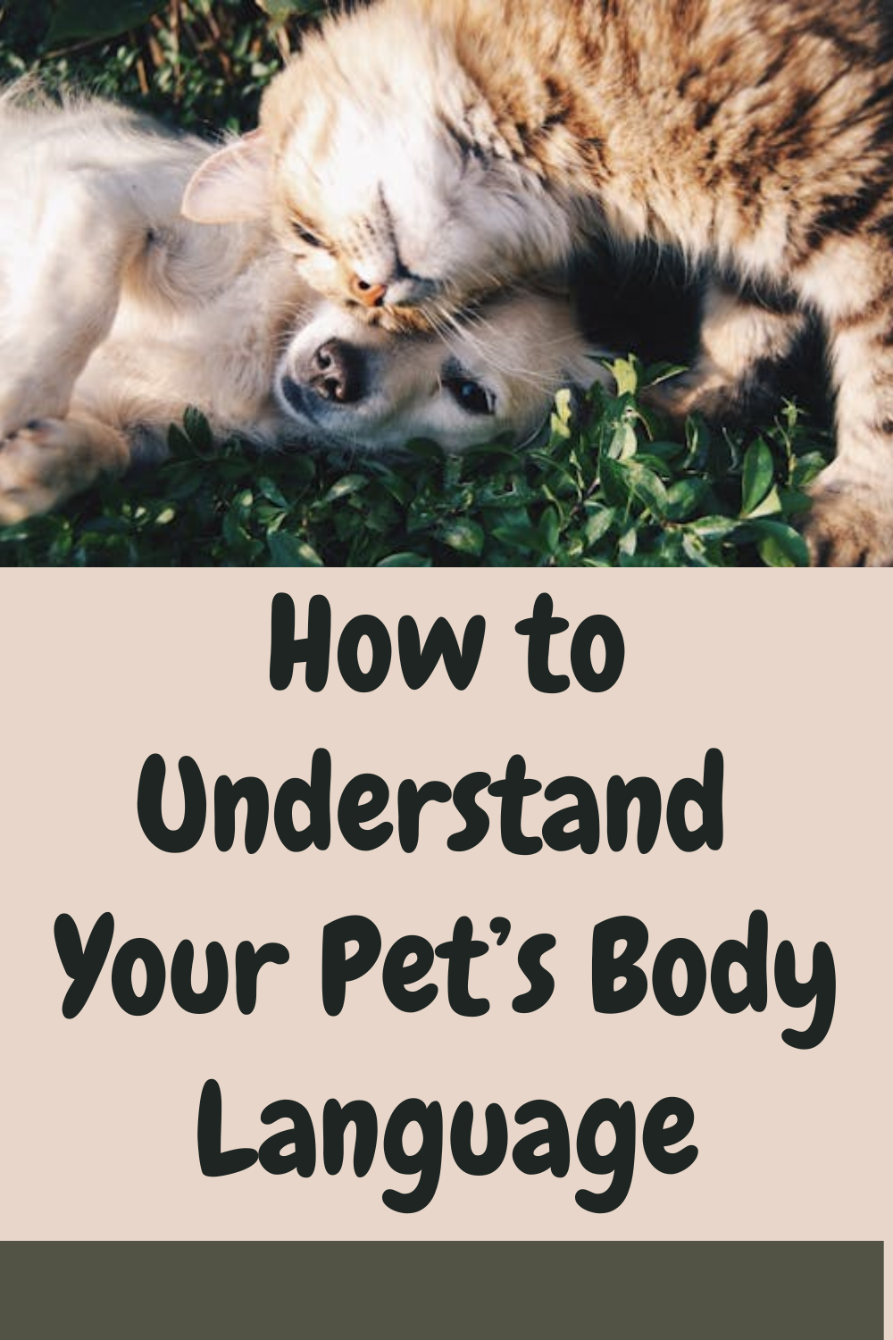 Understanding Your Pet’s Body Language and Emotions