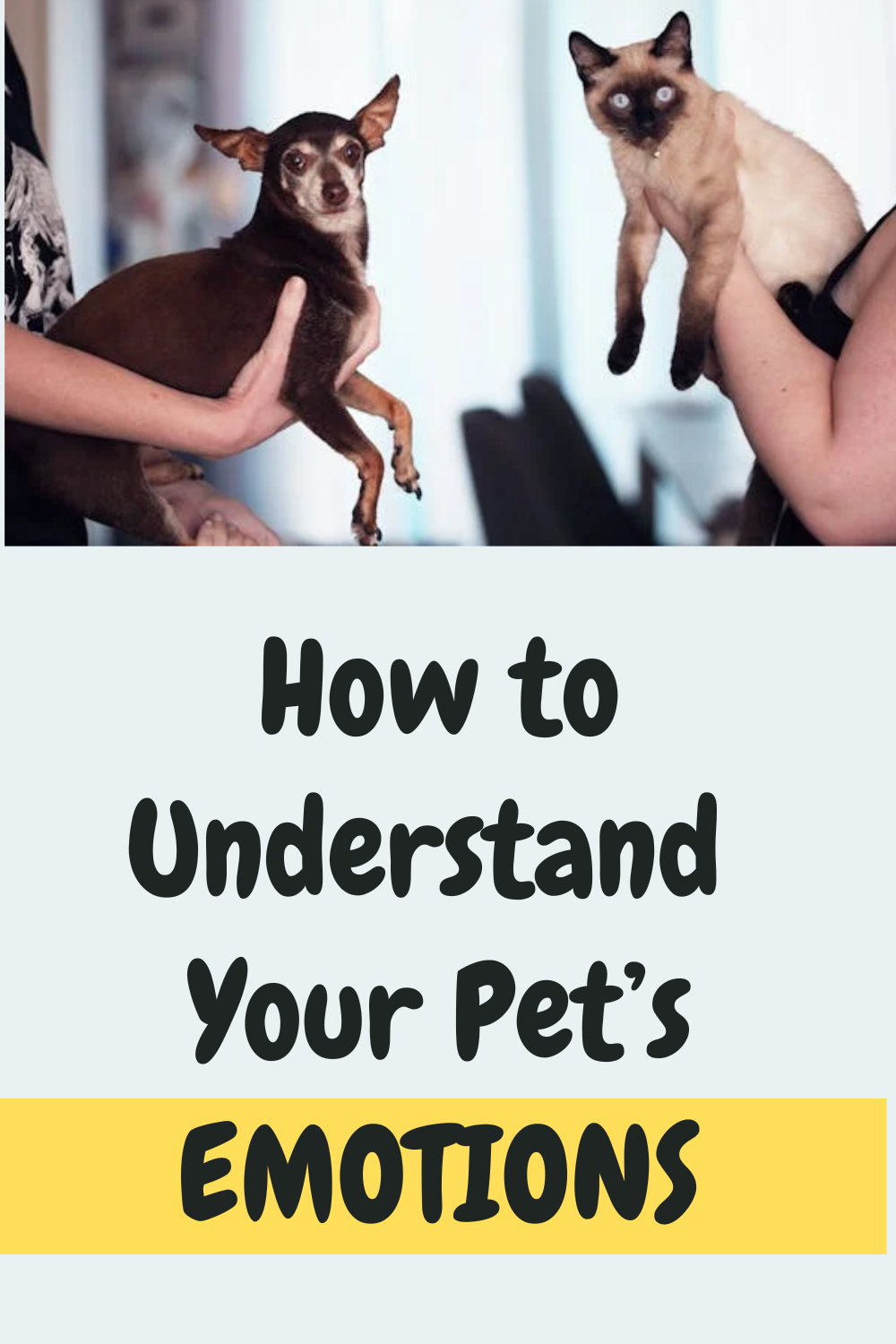 Understanding Your Pet’s Body Language and Emotions