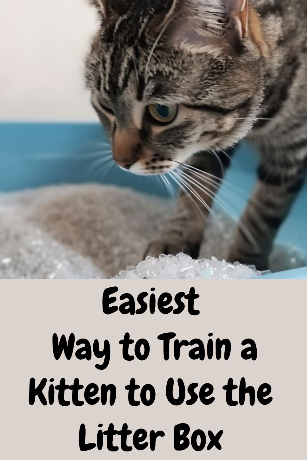 How to Train a Kitten - Guide to a Perfectly Behaved Cat!