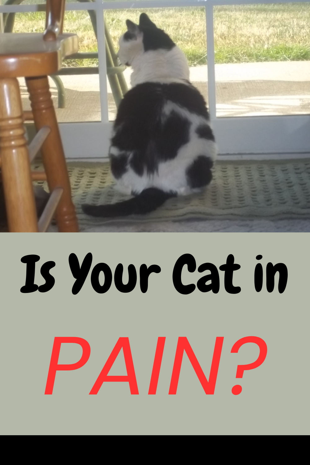 Is Your Pet in Pain? Subtle Signs Dog and Cat Owners Miss