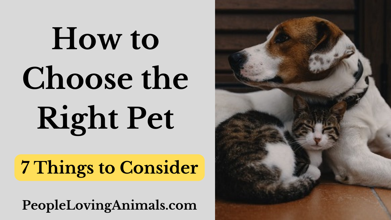 How to Explain Pet Loss to Children - Speak Their Language!