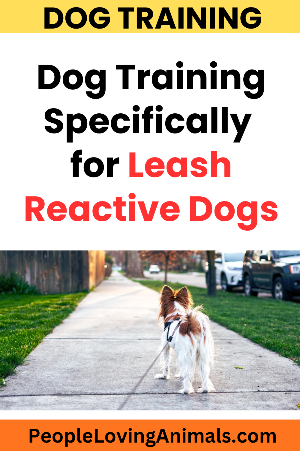 Dog Training for Leash Reactivity - Steps to Calm Your Dog