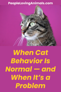 When Cat Behavior Is Normal — and When It’s a Problem