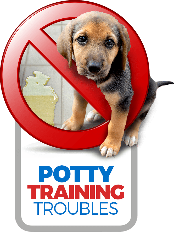 Complete Kitten Training Guide - Guide to a Perfectly Behaved Cat!