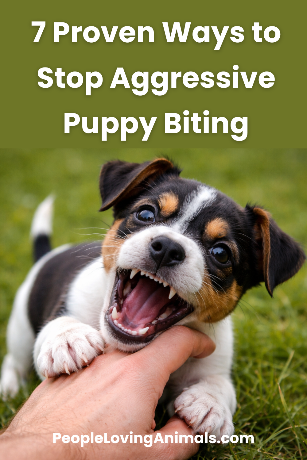 7 Ways to Stop Aggressive Puppy Biting | Before It's Serious
