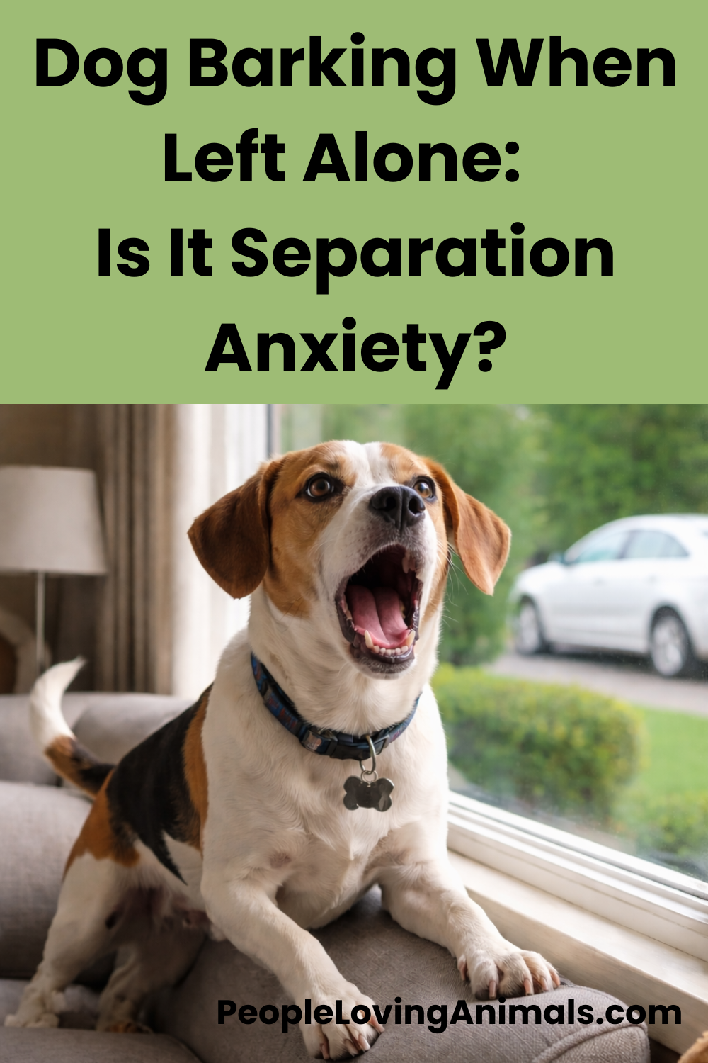 Dog Barking When Left Alone – Is It Separation Anxiety?